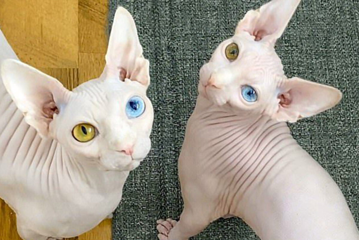 TANPA BULU! Inilah Asal Usul Ras Kucing Sphynx, Kucing Termahal di ...
