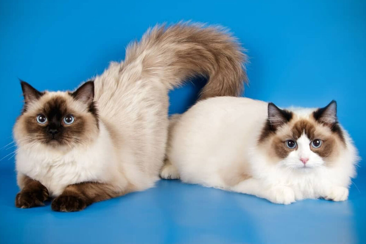 Asal Usul Ragdoll Cat, Kucing Termahal di Dunia dengan Harga Setara 7 ...
