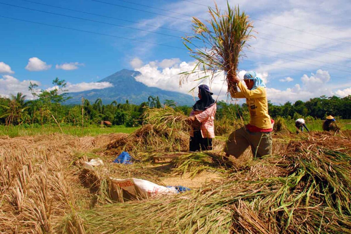 RESMI dari NEGARA! Daftar Harga Gabah Tahun 2025 Secara Nasional ...